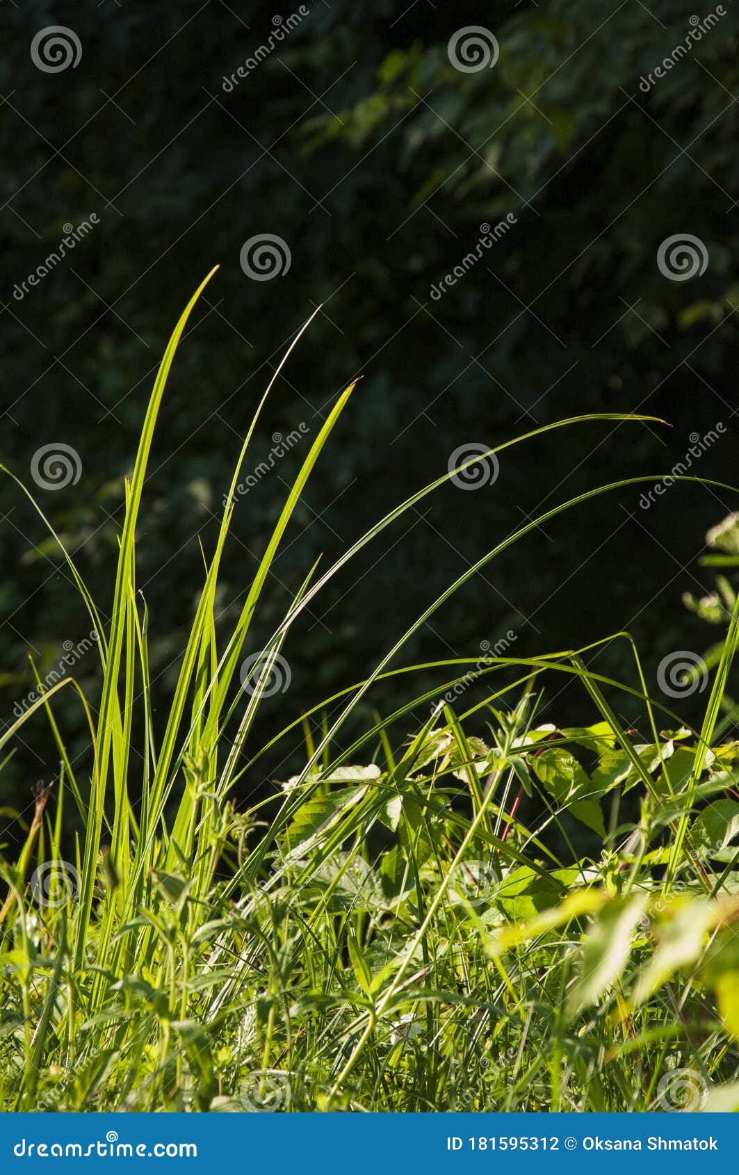 Long Green Grass on the Background with Black Stock Photo - Image of ...