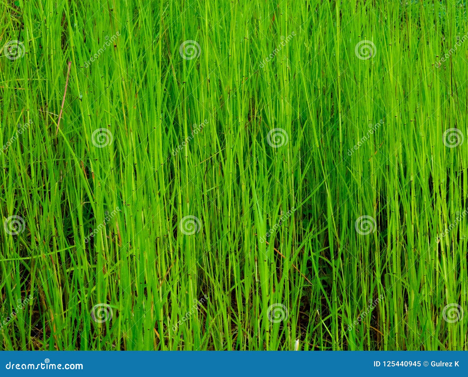 Long Green Grass Background Texture Stock Image - Image of front ...