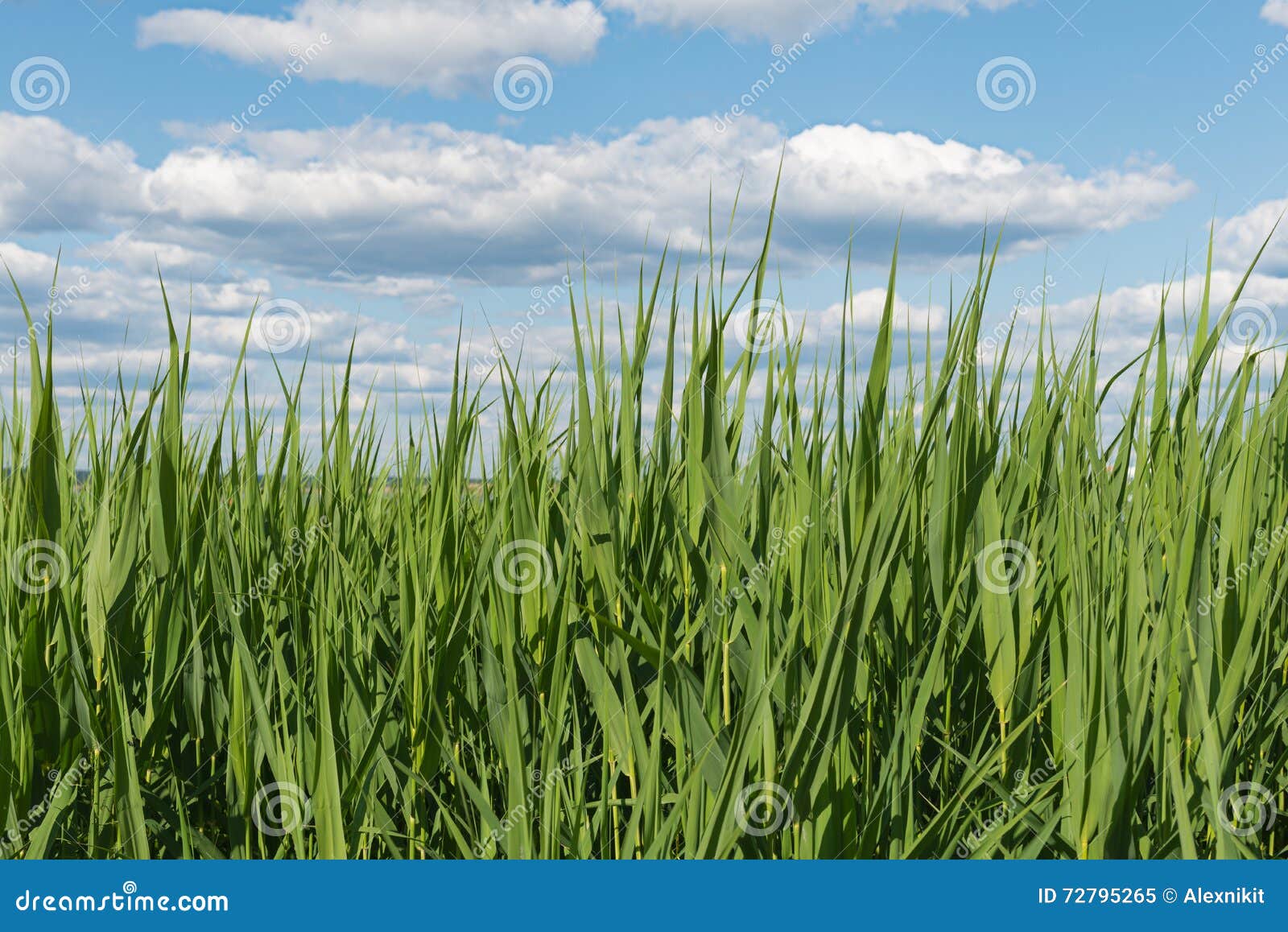 Long green grass stock image. Image of springtime, backgrounds - 72795265