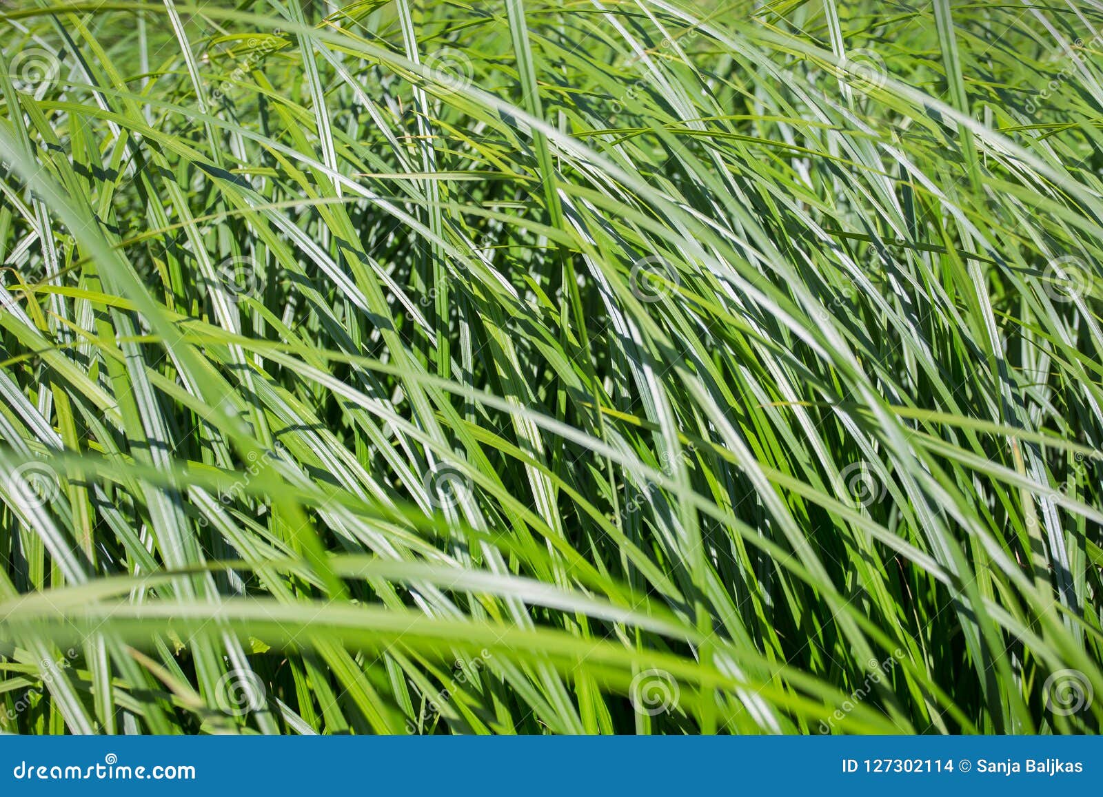 Long green grass stock photo. Image of color, concept - 127302114