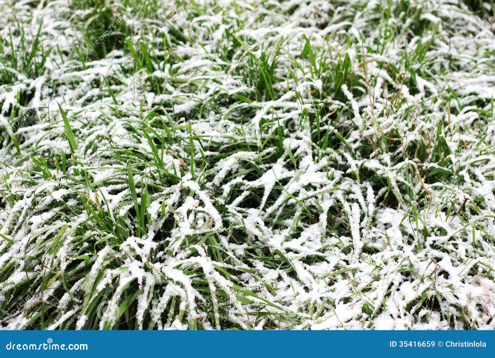Long Green Grass Covered in Snow Stock Image - Image of texture, tall ...