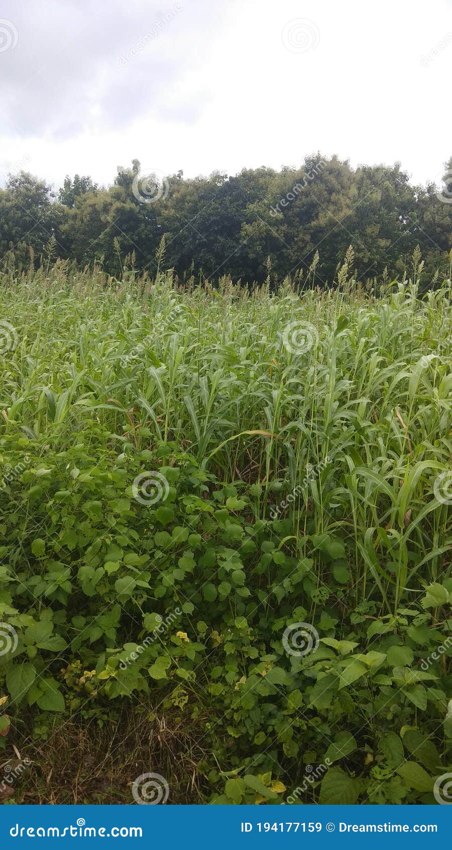 Long Green grass on field stock image. Image of bush - 194177159