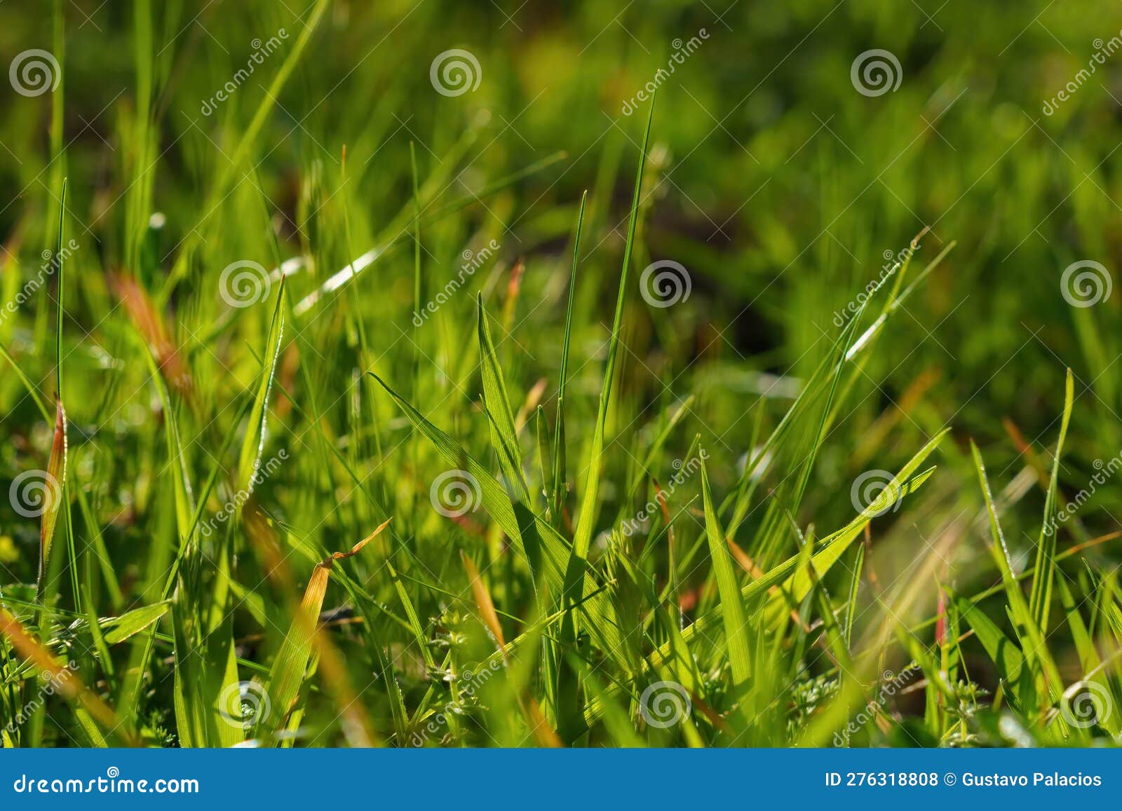 Long Green Grass in the Foreground Stock Photo - Image of agriculture ...