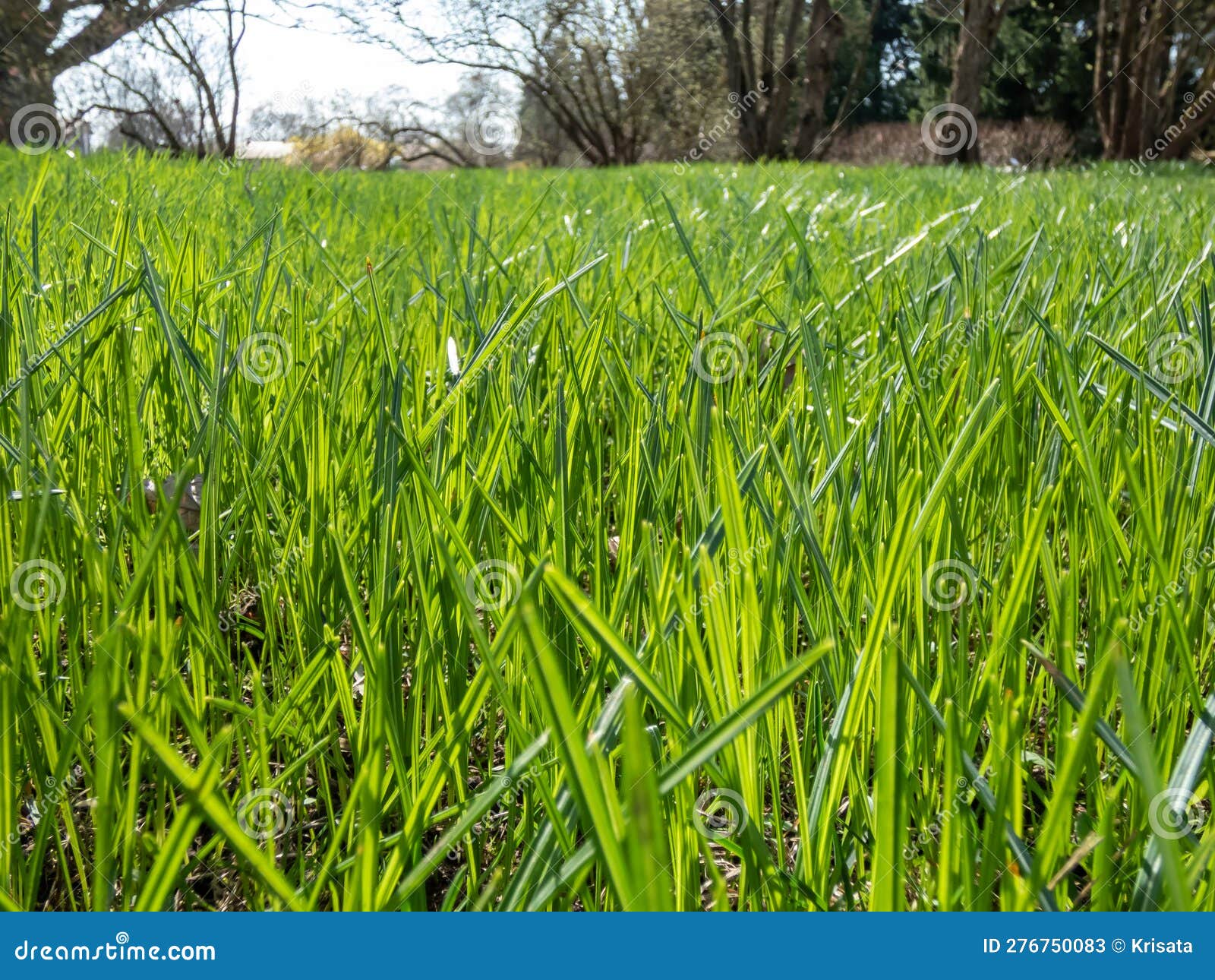 Long, Green Grass Growing in Lawn in Spring in Sunlight. Nature ...