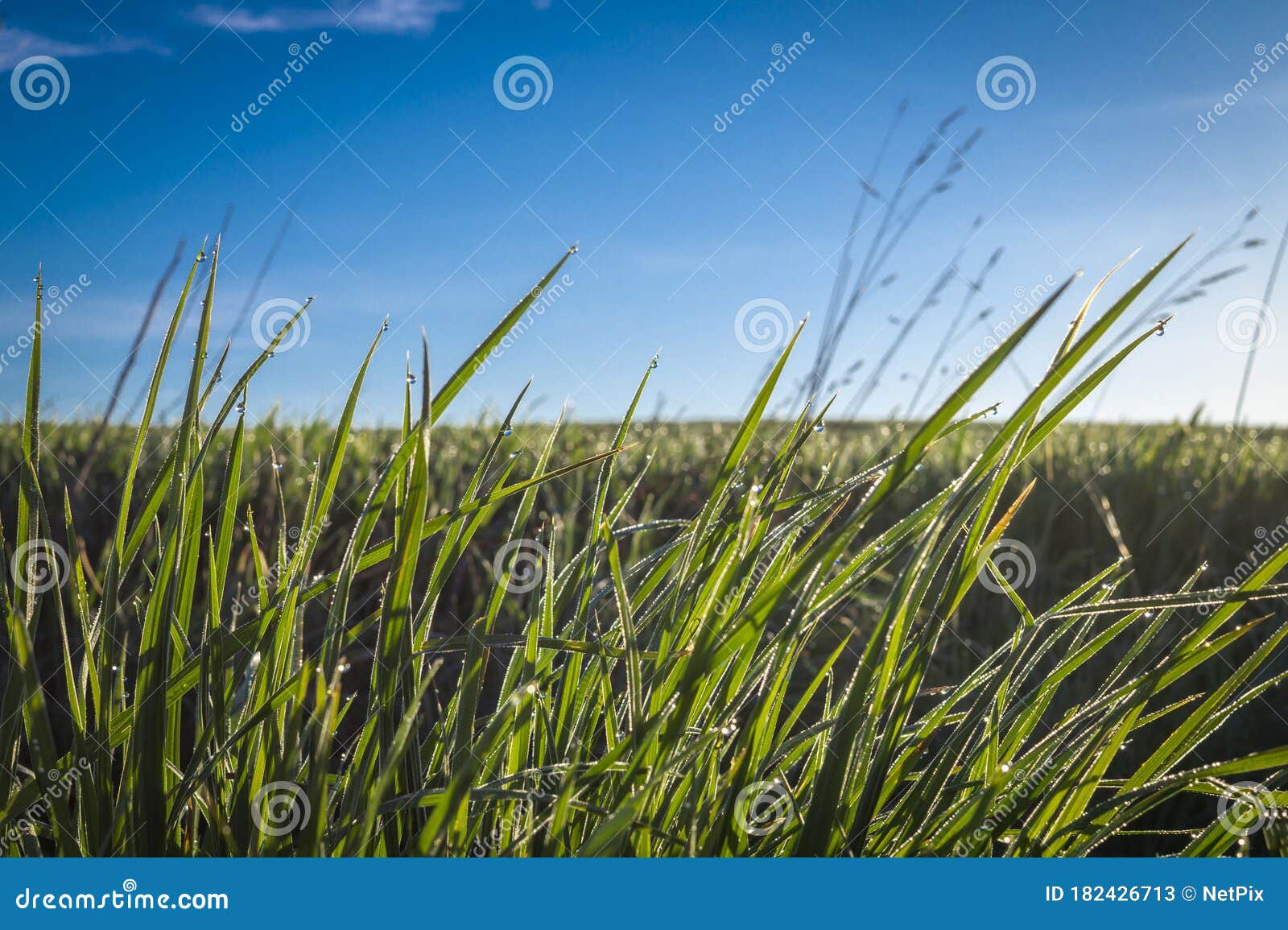 Long Green Grass in a Low Angle View in Spring Stock Image - Image of ...