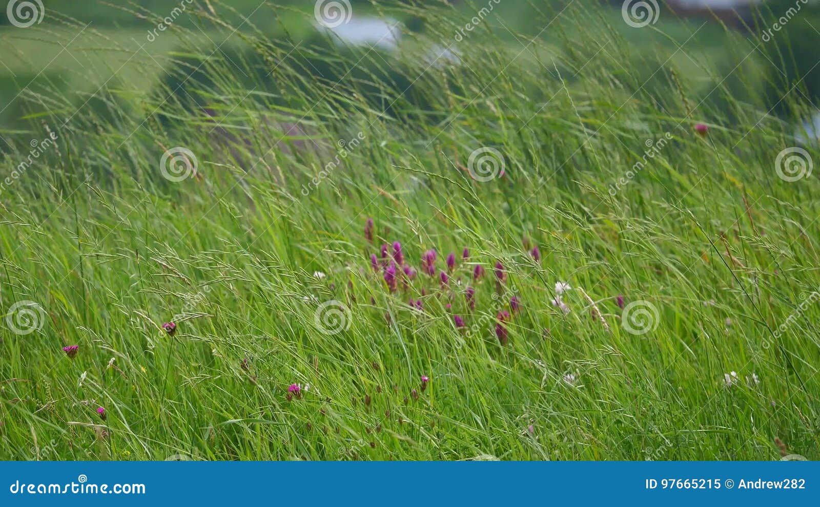 Long Green Grass Moving in the Wind Stock Image - Image of panorama ...