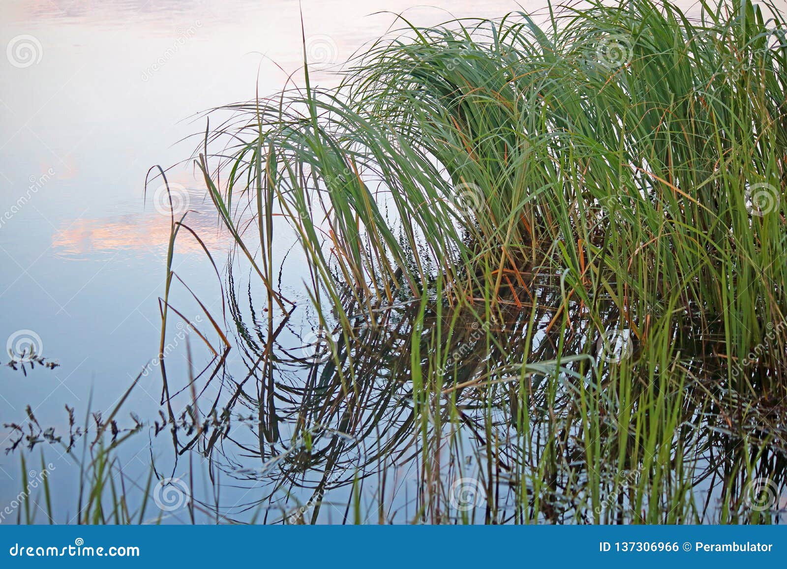 LONG GREEN GRASS REFLECTING in RIVER WATER Stock Photo - Image of ...