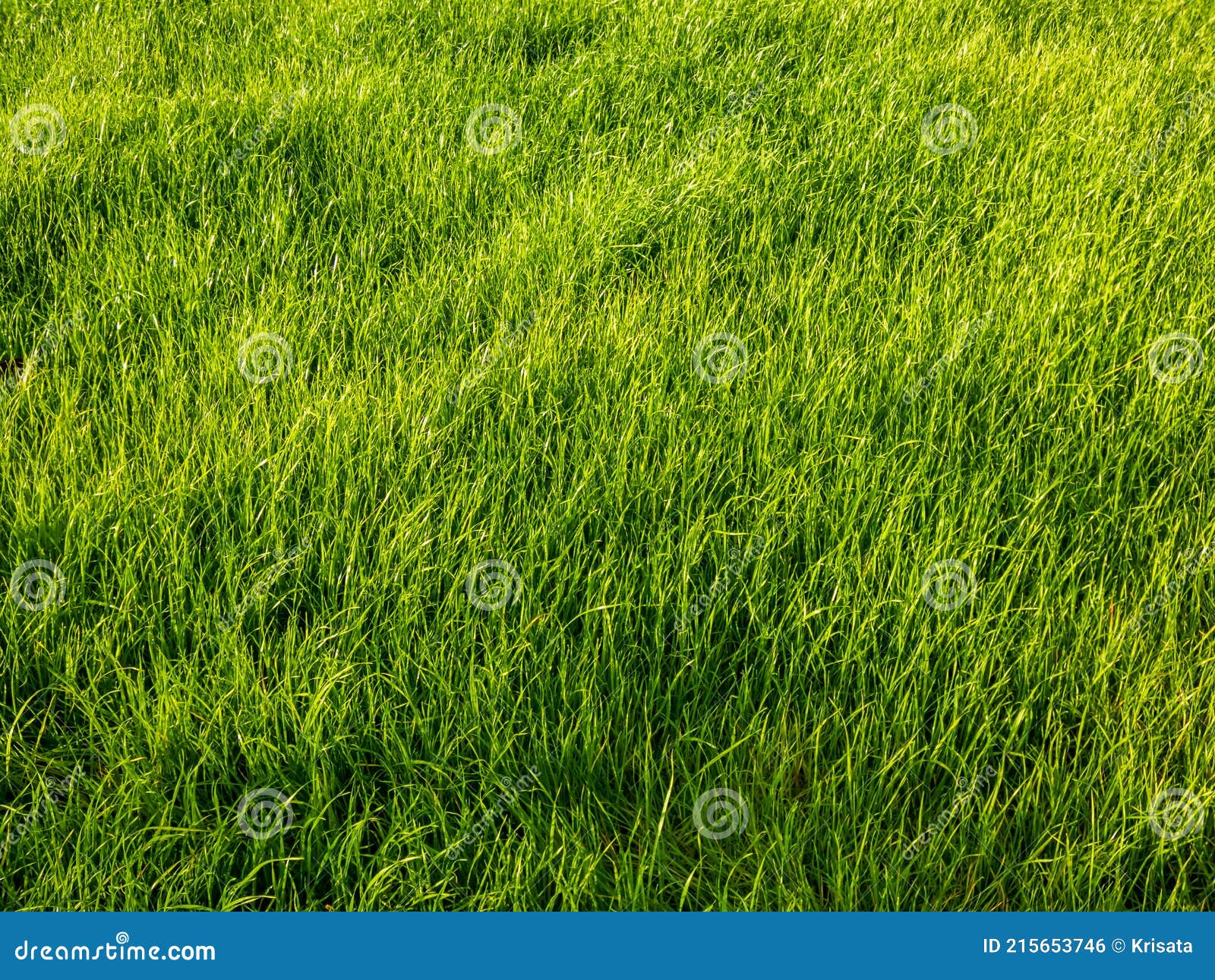 Long Green Grass in the Spring with Bright Sunlight. Background of ...
