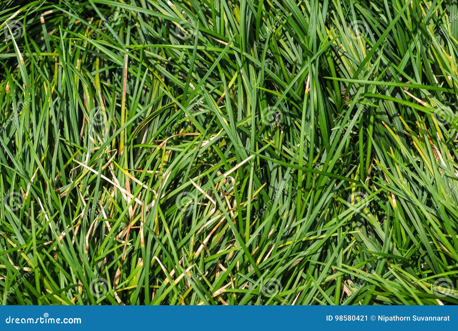 Long green grass texture stock image. Image of bright - 98580421