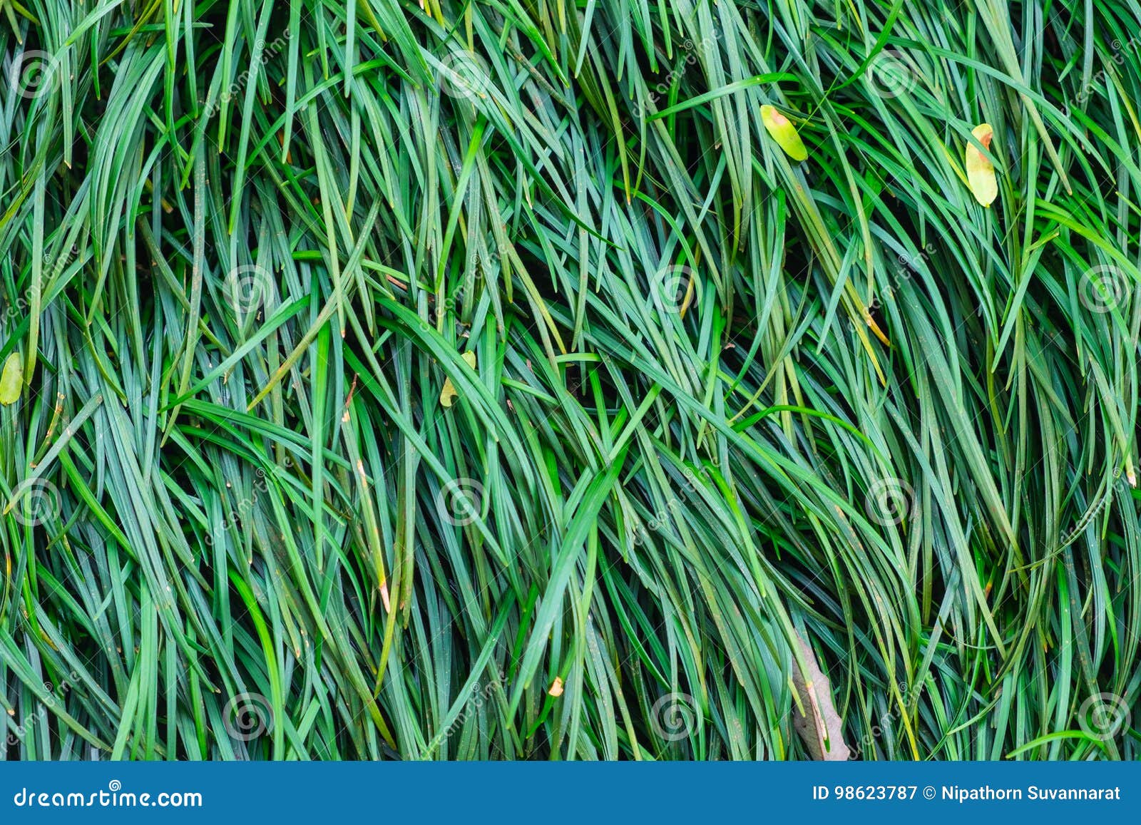 Long green grass texture stock image. Image of november - 98623787