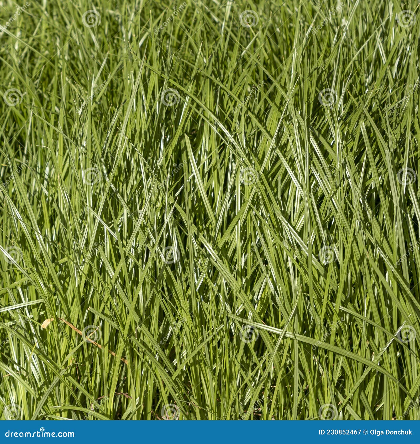 Long green grass texture stock image. Image of fresh - 230852467
