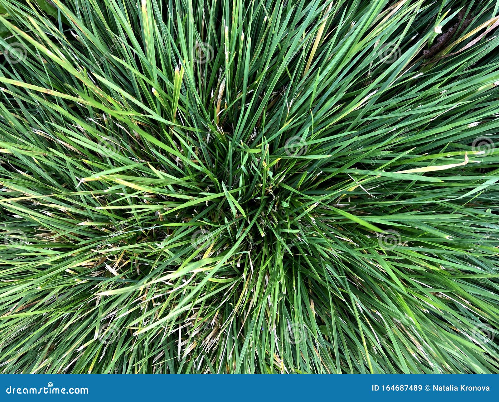Long Green Grass Top View Background , Fresh Patch of Green Grass ...
