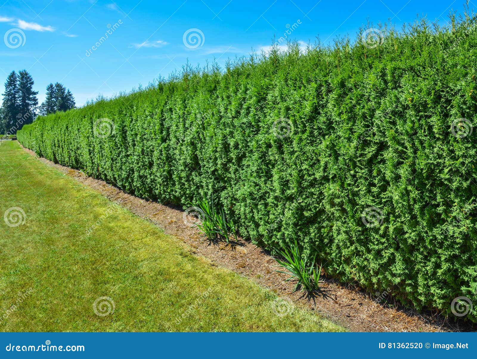 Long Green Hedge with Blue Sky Background Stock Photo - Image of meadow ...