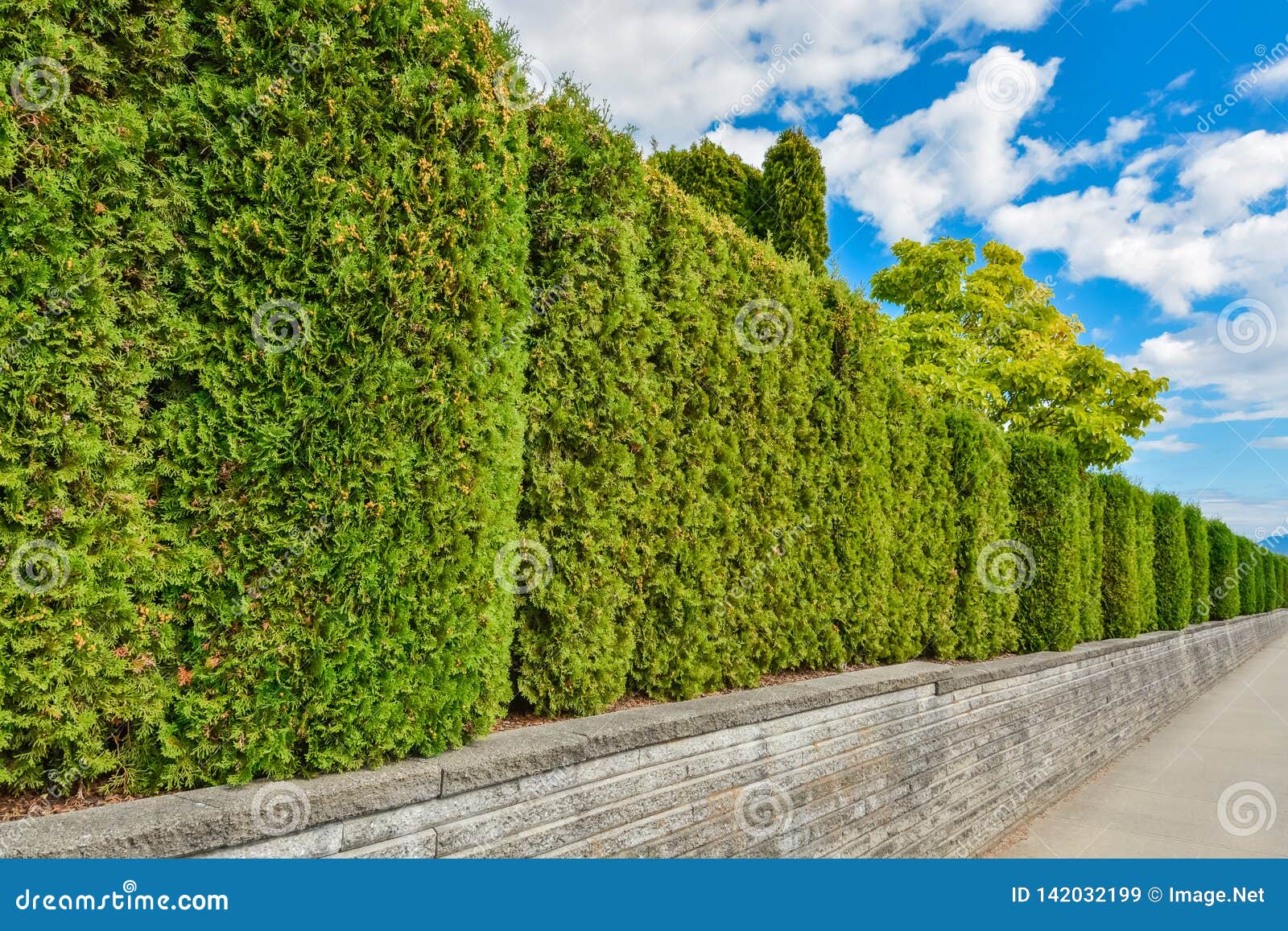 Long Green Hedge with Cloudy Sky Above. Stock Image - Image of ...