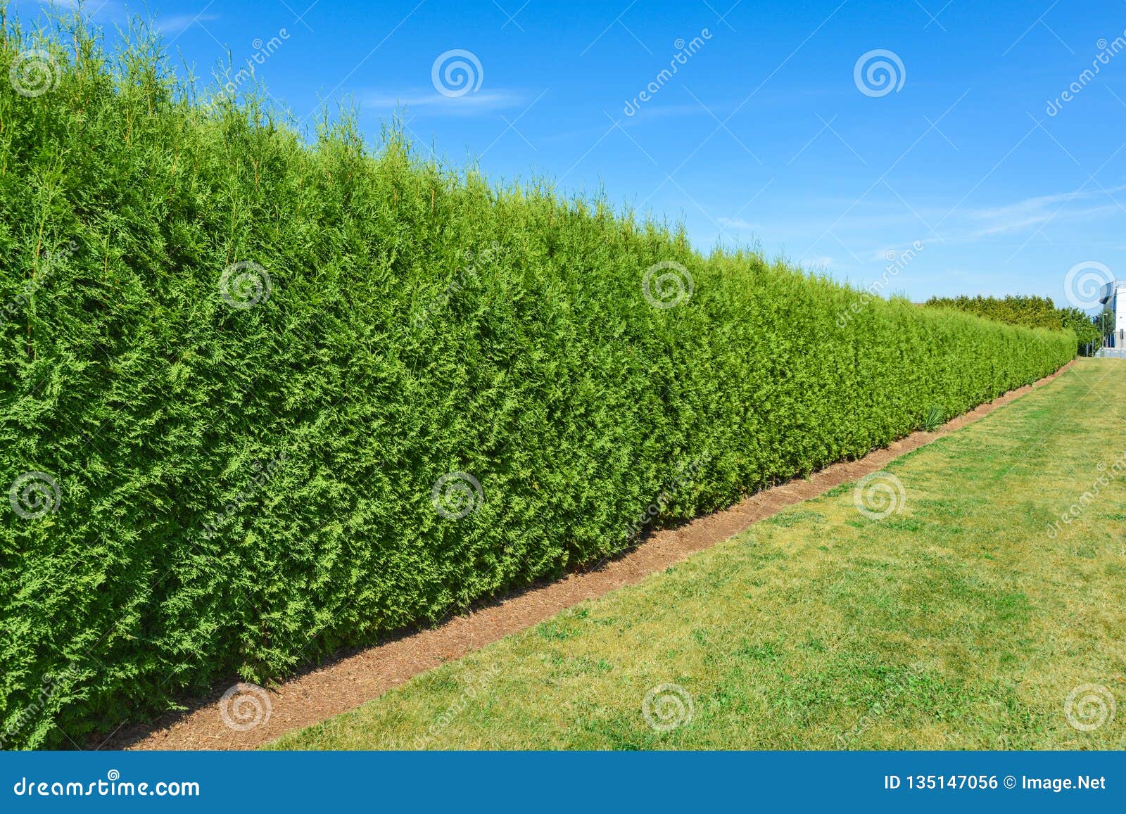 Long Green Hedge with a Lawn and Blue Sky Background. Stock Photo ...