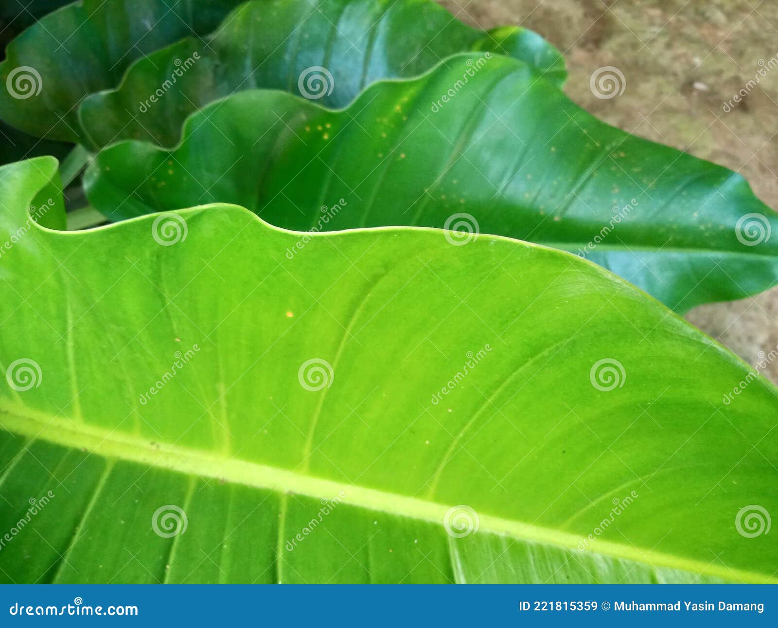 Long green leaf stock image. Image of long, tree, branch - 221815359