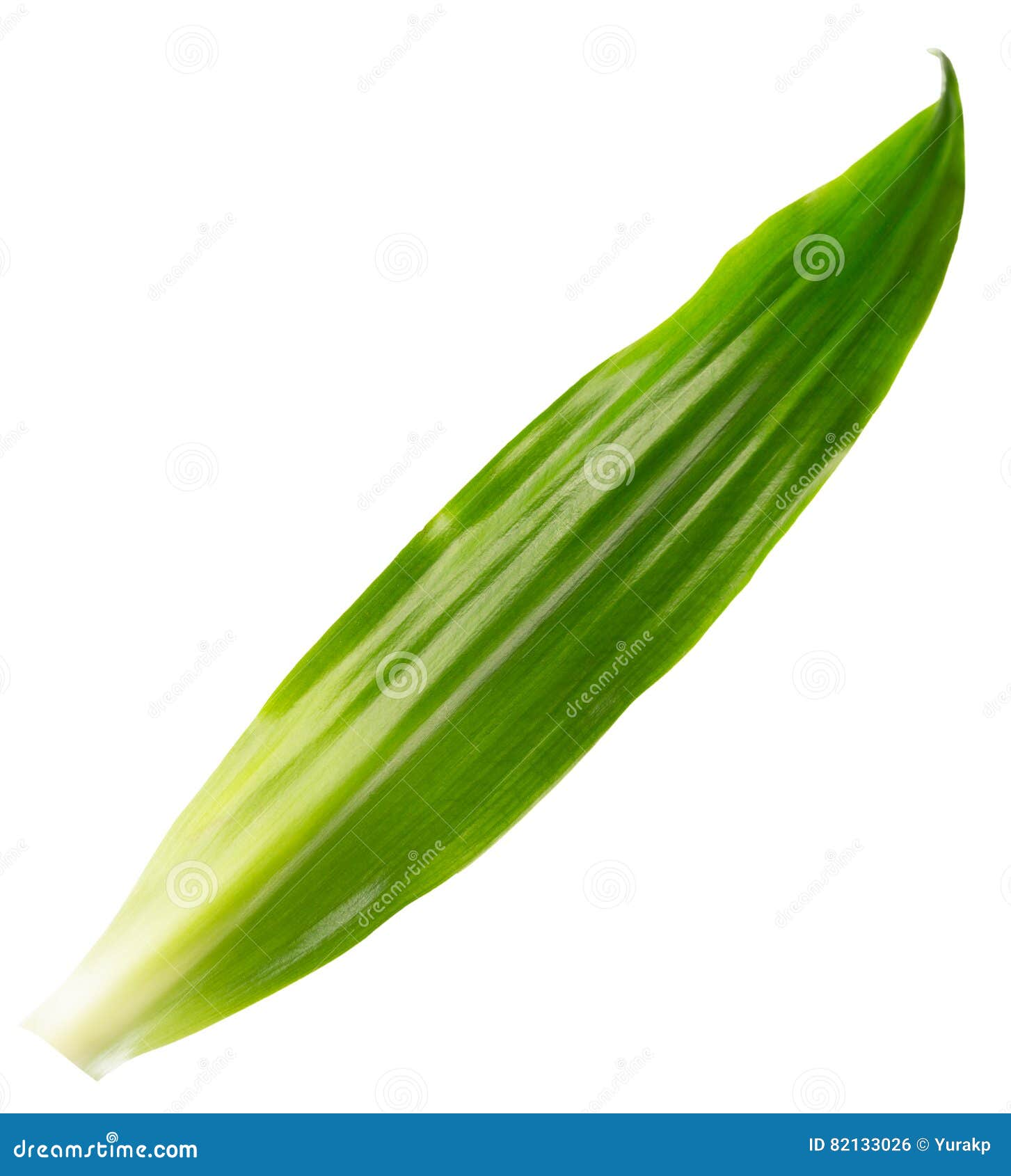 Long Green Leaf Isolated on the White Background Stock Photo - Image of ...