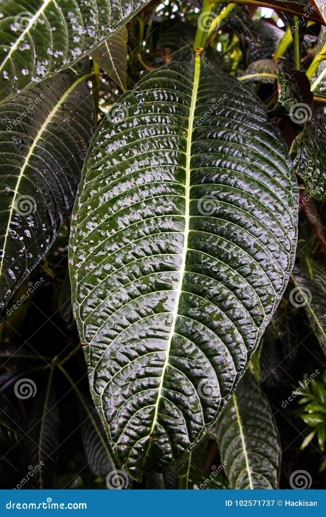Long green leaf stock image. Image of plants, long, hackisan - 102571737