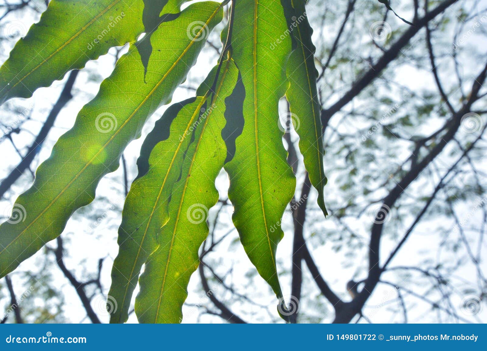 Leaves stock photo. Image of long, leaves, tree, attached - 149801722