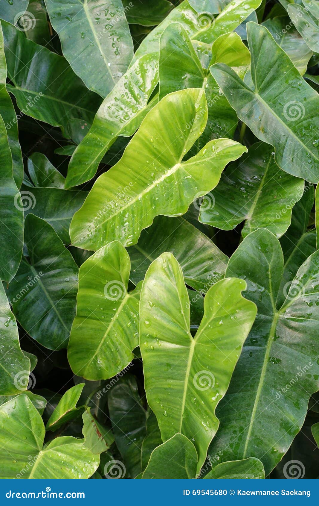 Long Green Leaves in the Garden Stock Photo - Image of growth, detailed ...