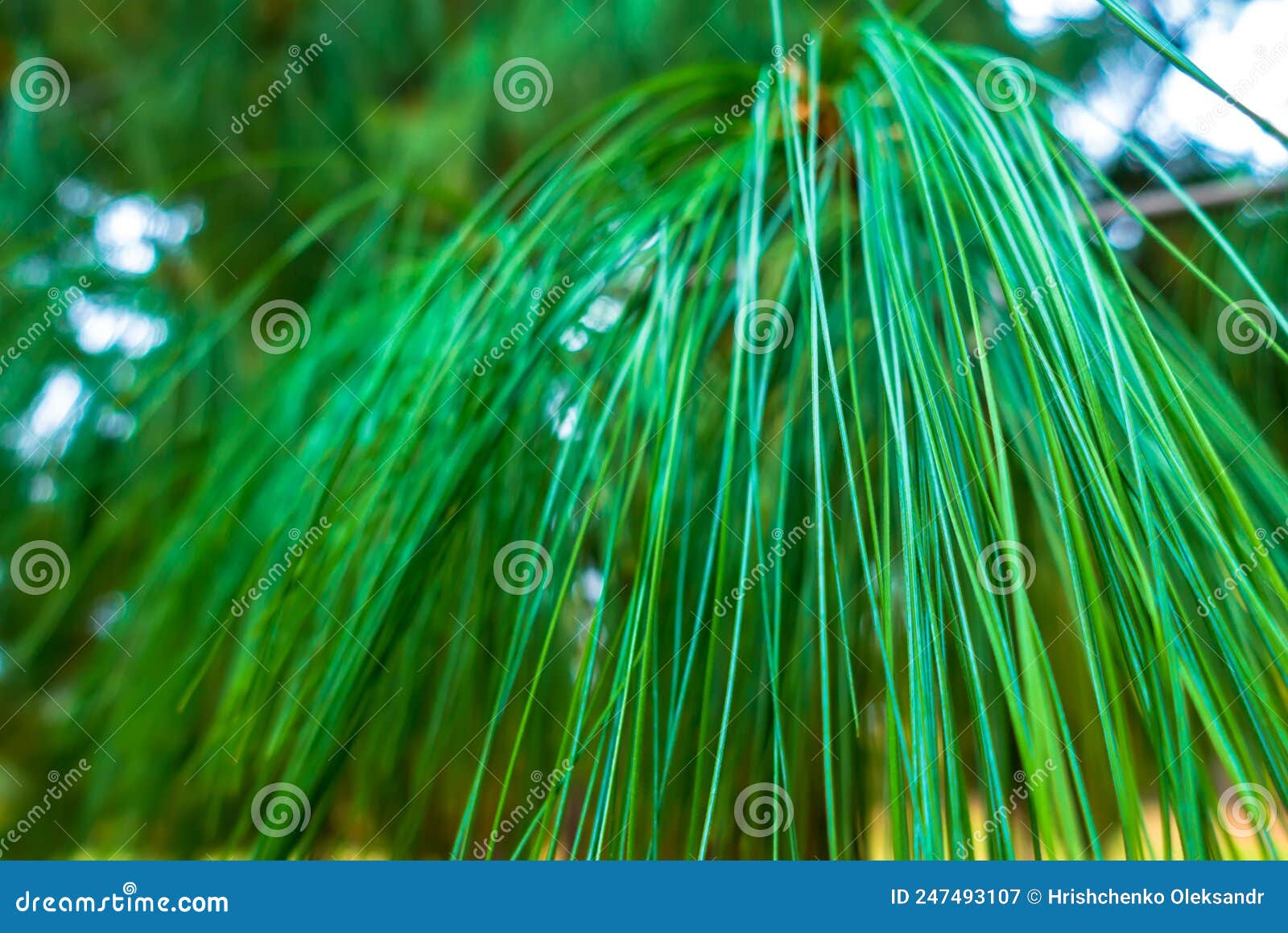 Long Green Needles of Conifer Stock Image - Image of evergreen, foliage ...