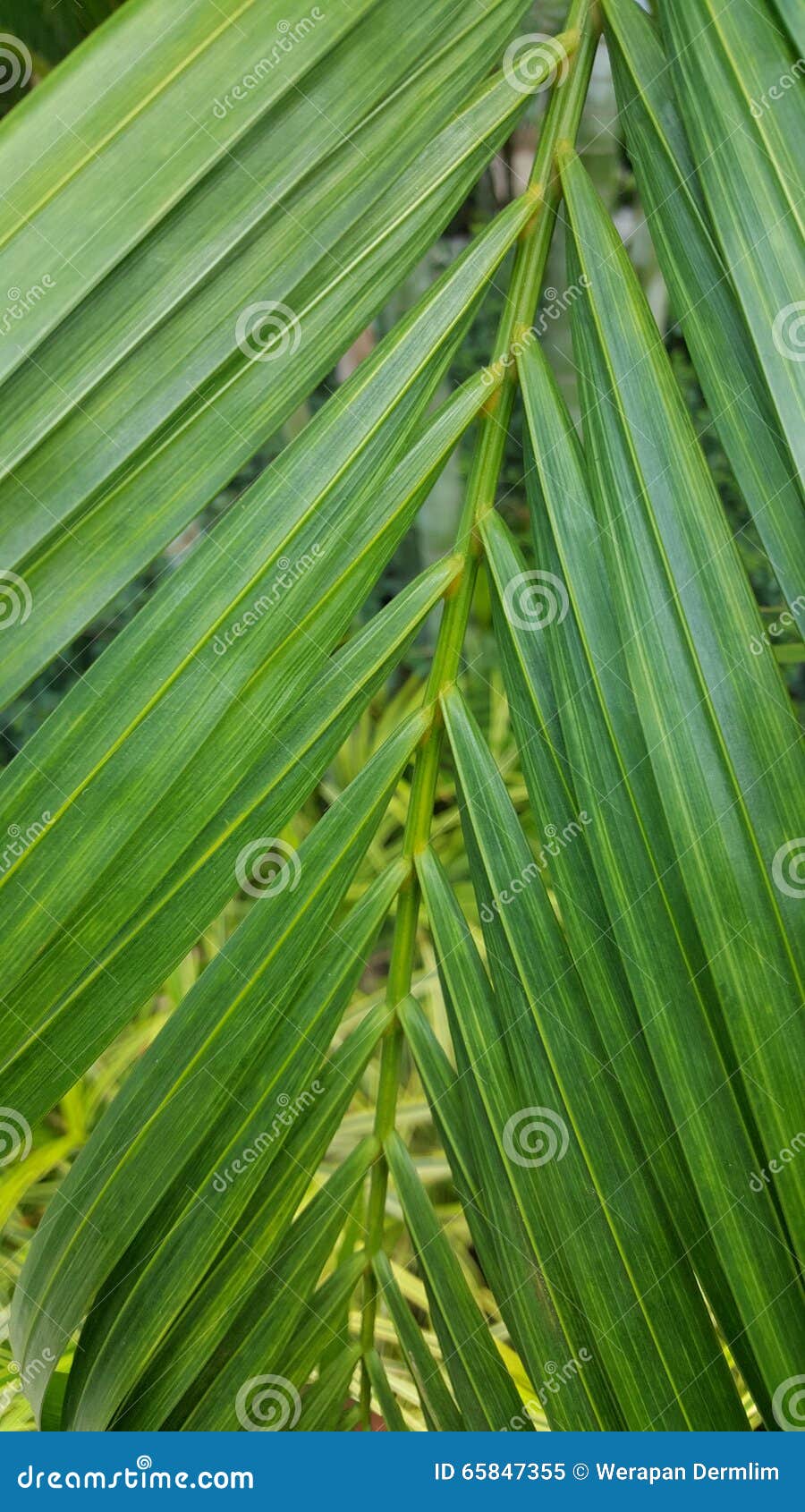 Long & green stock image. Image of long, palm, green - 65847355
