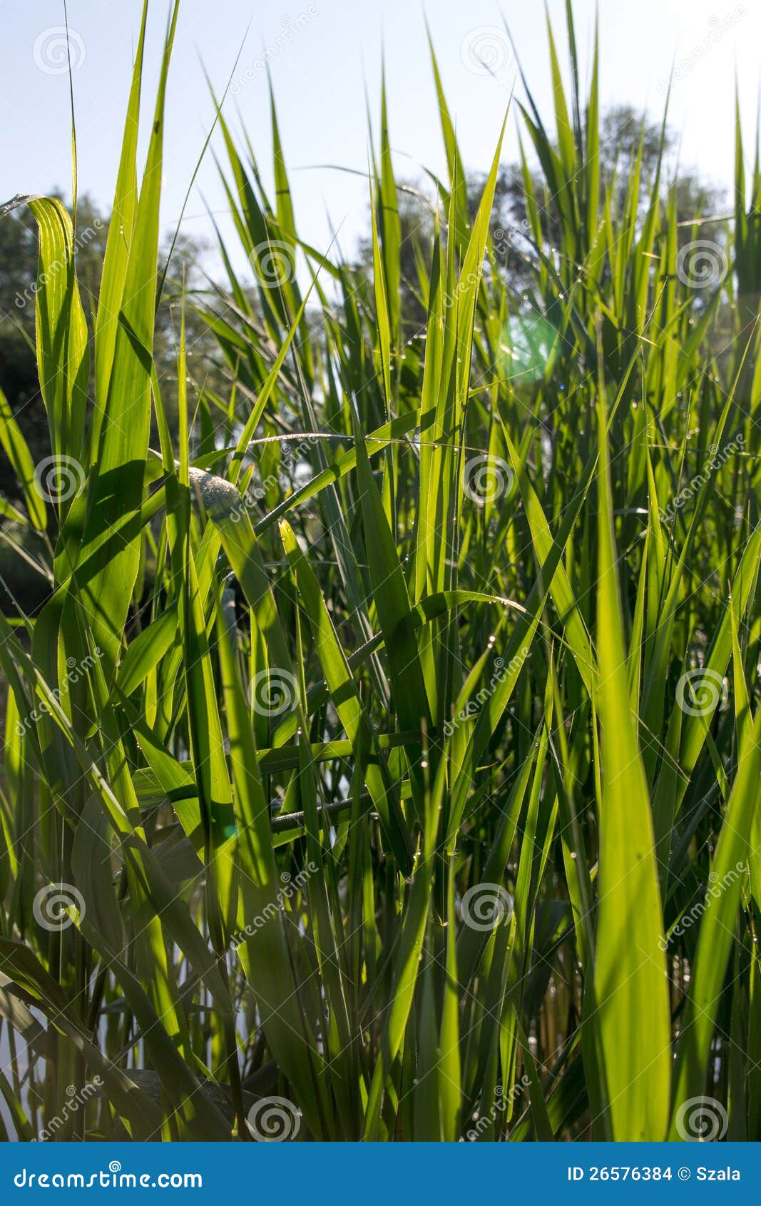 The long green reeds stock photo. Image of waterdrop - 26576384