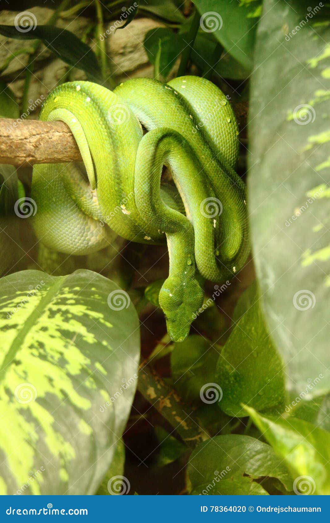Long Green Snake on the Branch Stock Photo - Image of green, wrapped ...