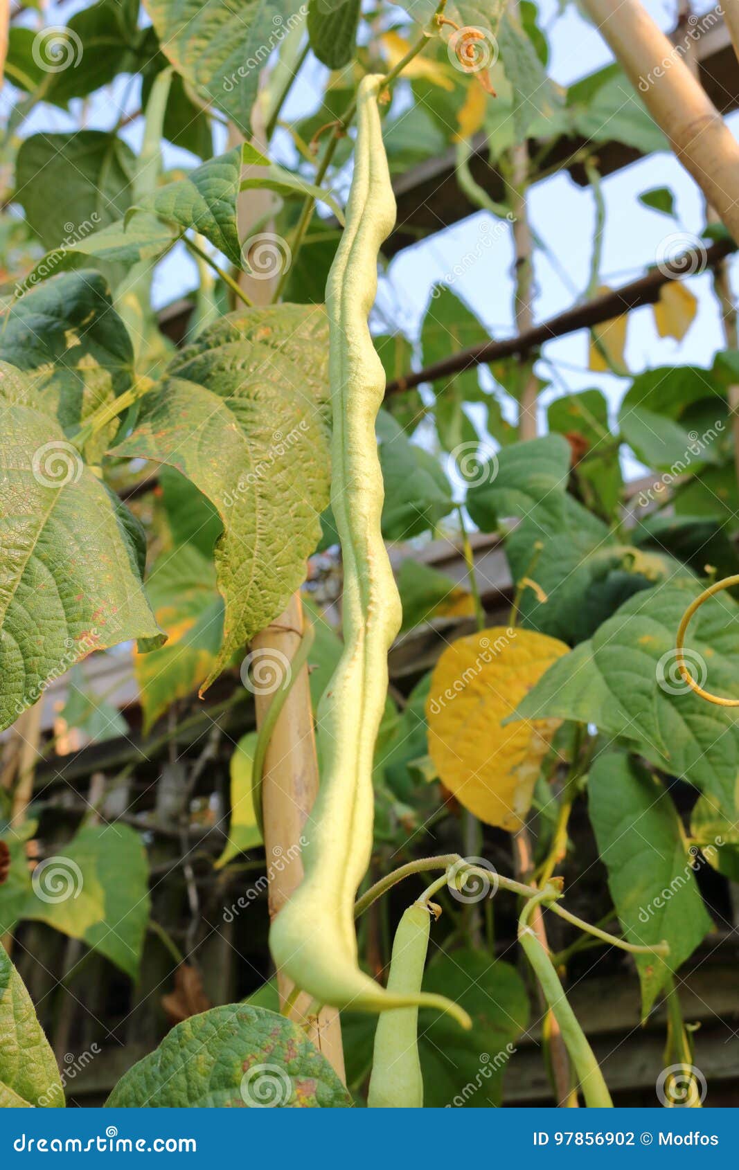 Long Green String Beans stock photo. Image of string - 97856902