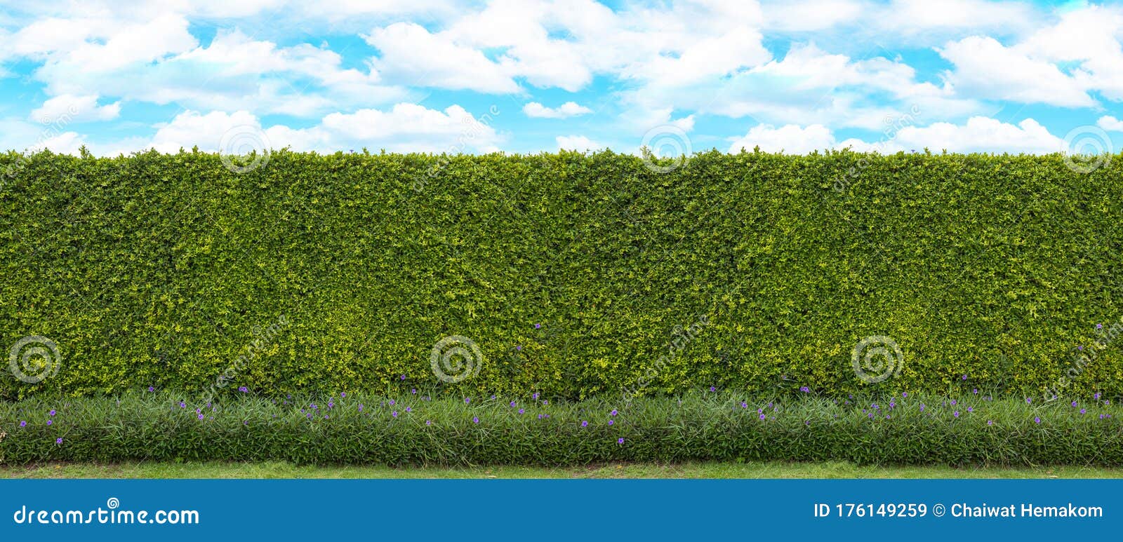 Long Green Tree Wall with Blue Sky and Cloud for Backdrop Design, and ...