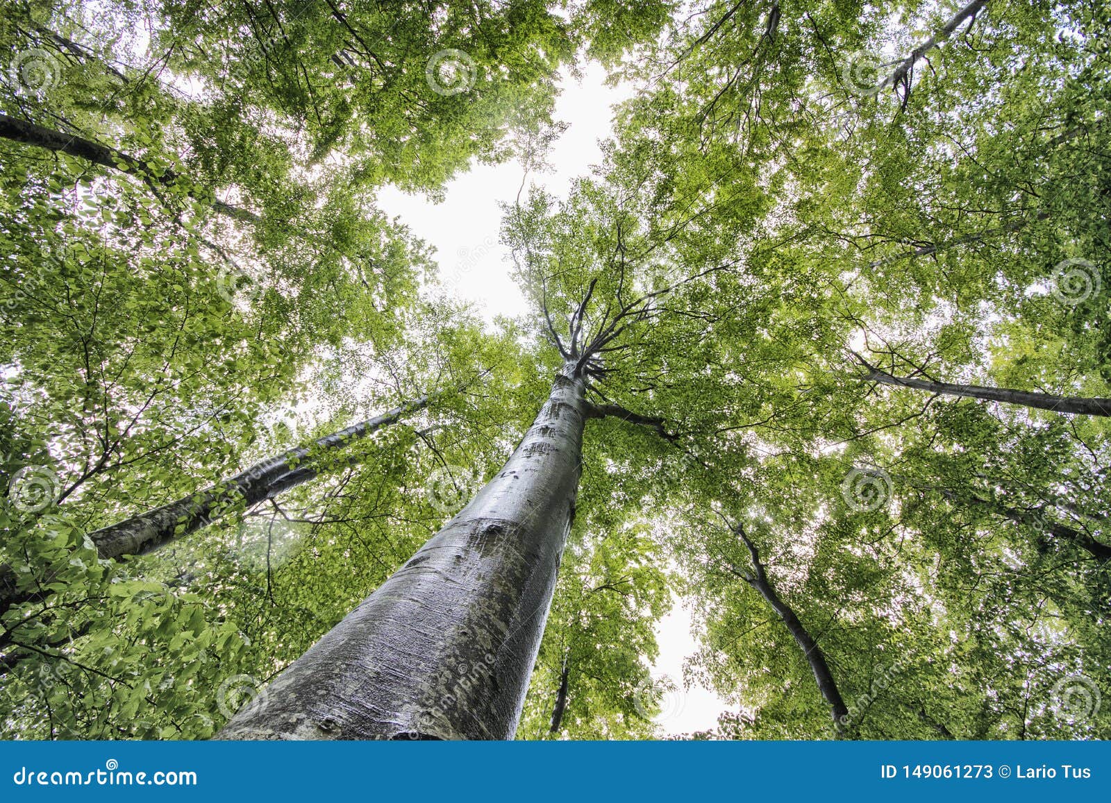 Long Green Trees in a Forest in Spring Time Stock Image - Image of ...