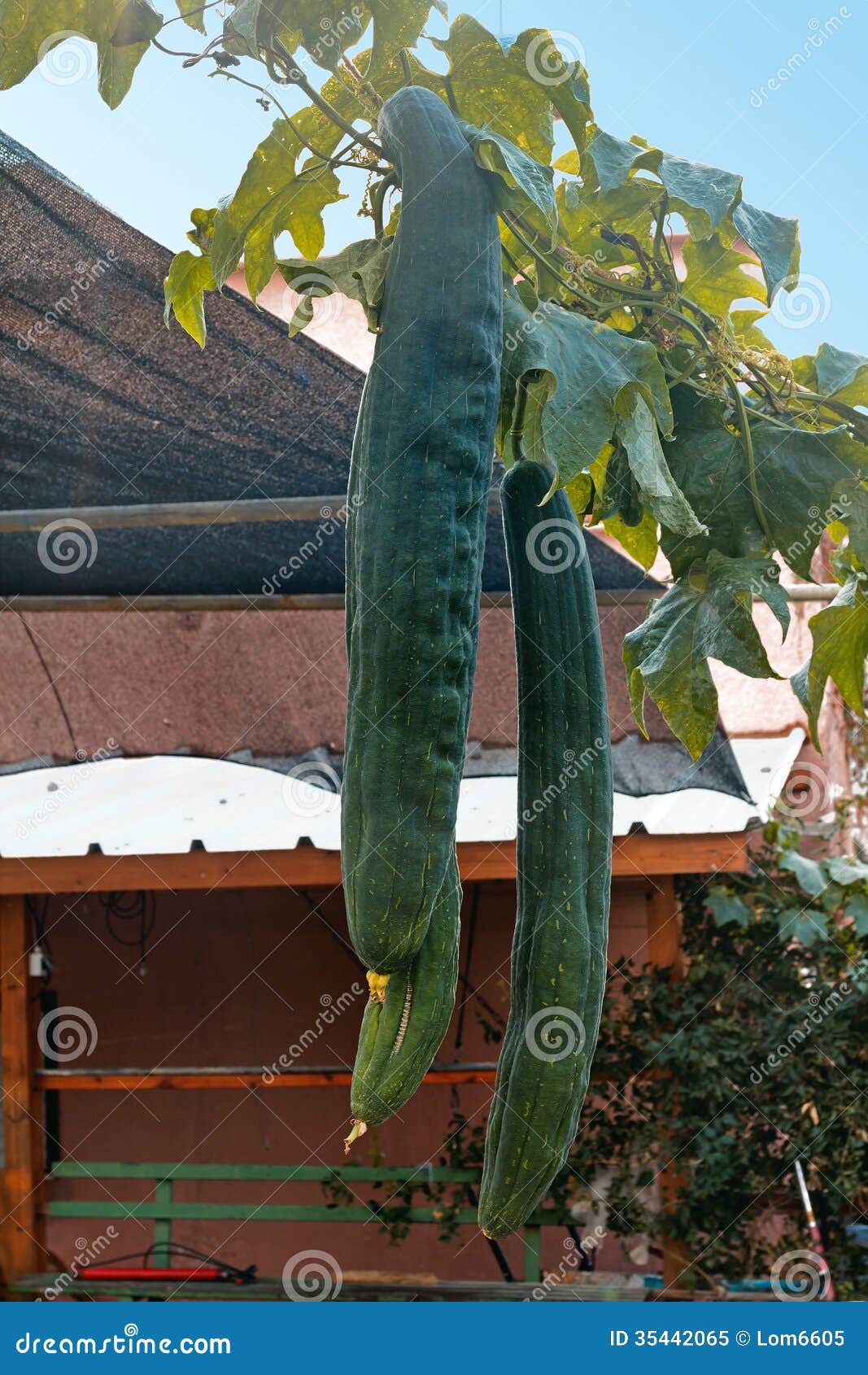 Long green zucchini stock image. Image of ingredient - 35442065