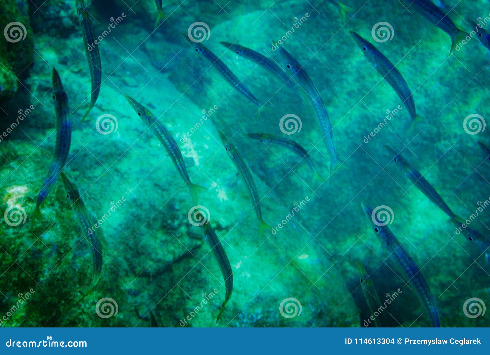 Long Group of Fish in Sea Underwater Stock Photo - Image of rays ...