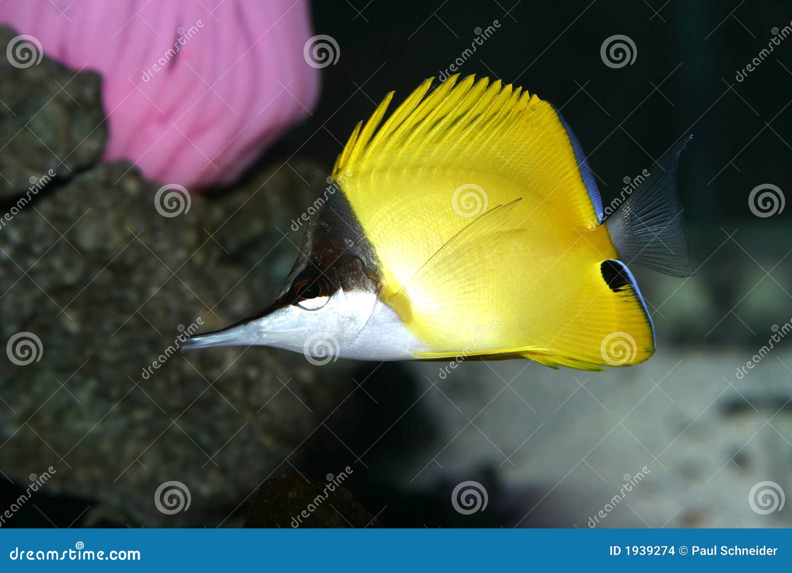 Long Guindineau Jaune Nemo De Nez Photo stock - Image du aquariums ...