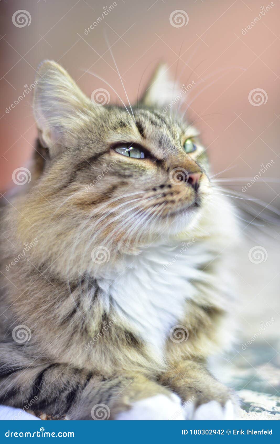 Good looking cat stock photo. Image of ears, white, eyes - 100302942