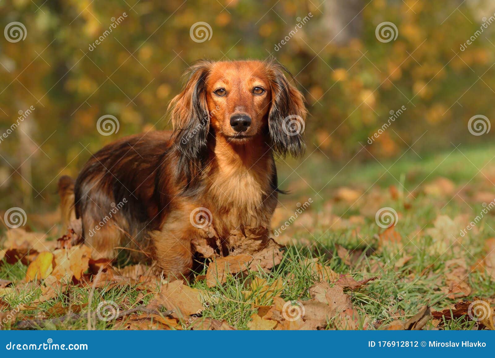 Long Haired Badger Dog in Autumn Stock Photo - Image of darling, canine ...