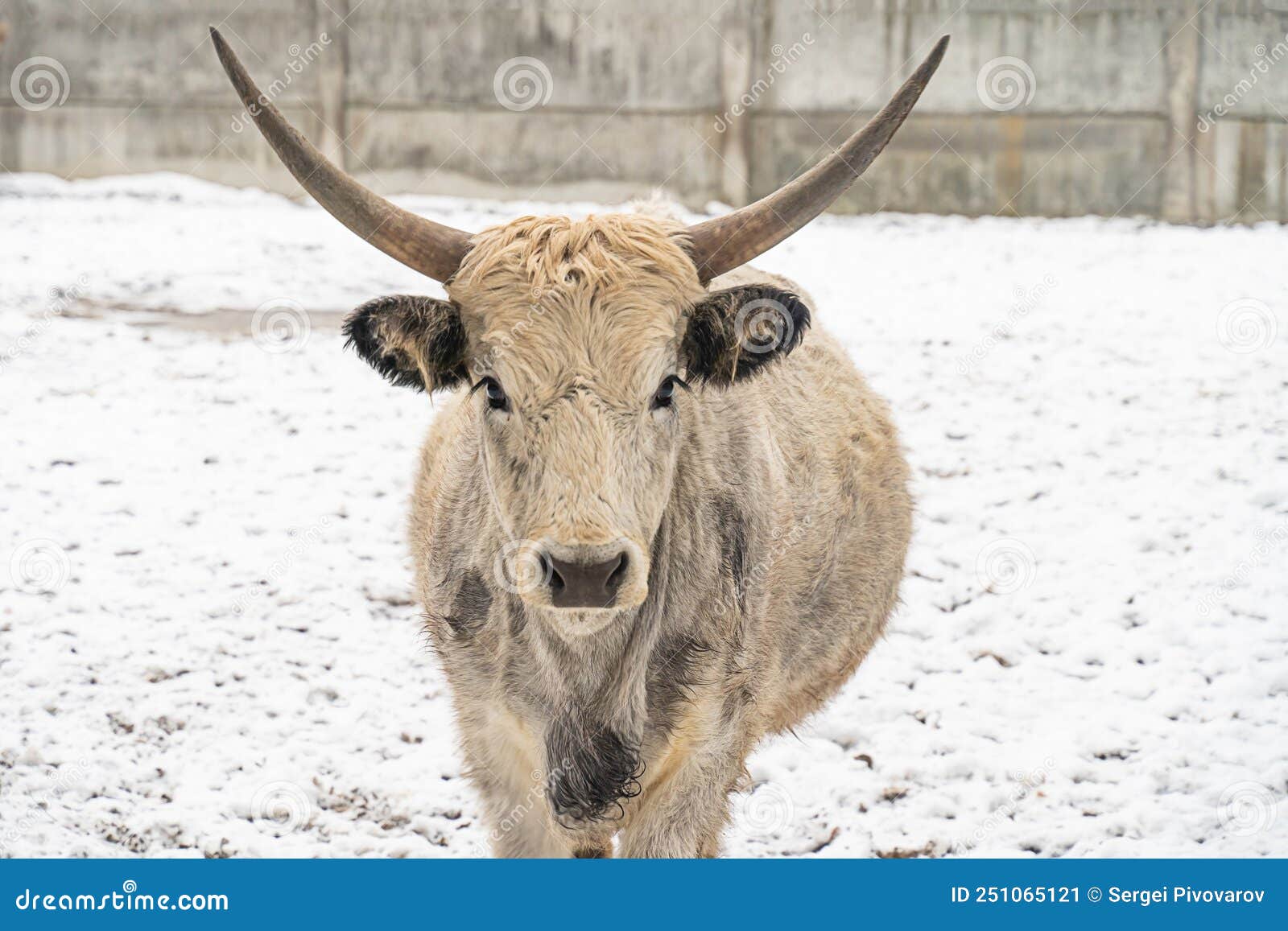 Long-haired Bull with Light Coat and Large Horns on a Blurred ...