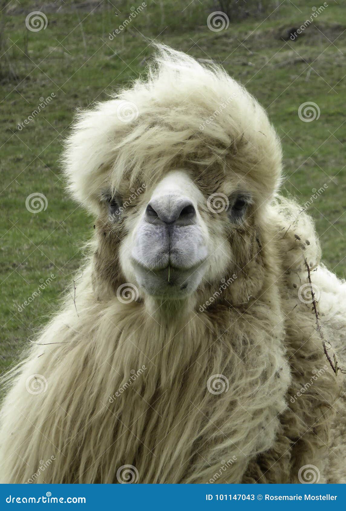 Long Haired Camel