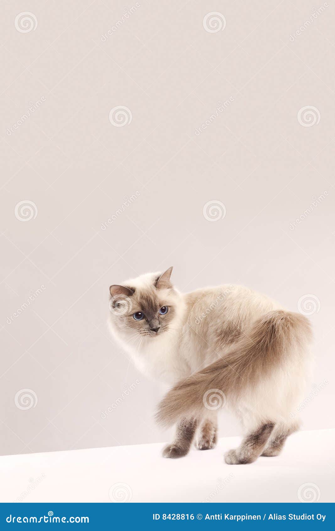 Long haired cat (ragdoll) stock photo. Image of pretty - 8428816