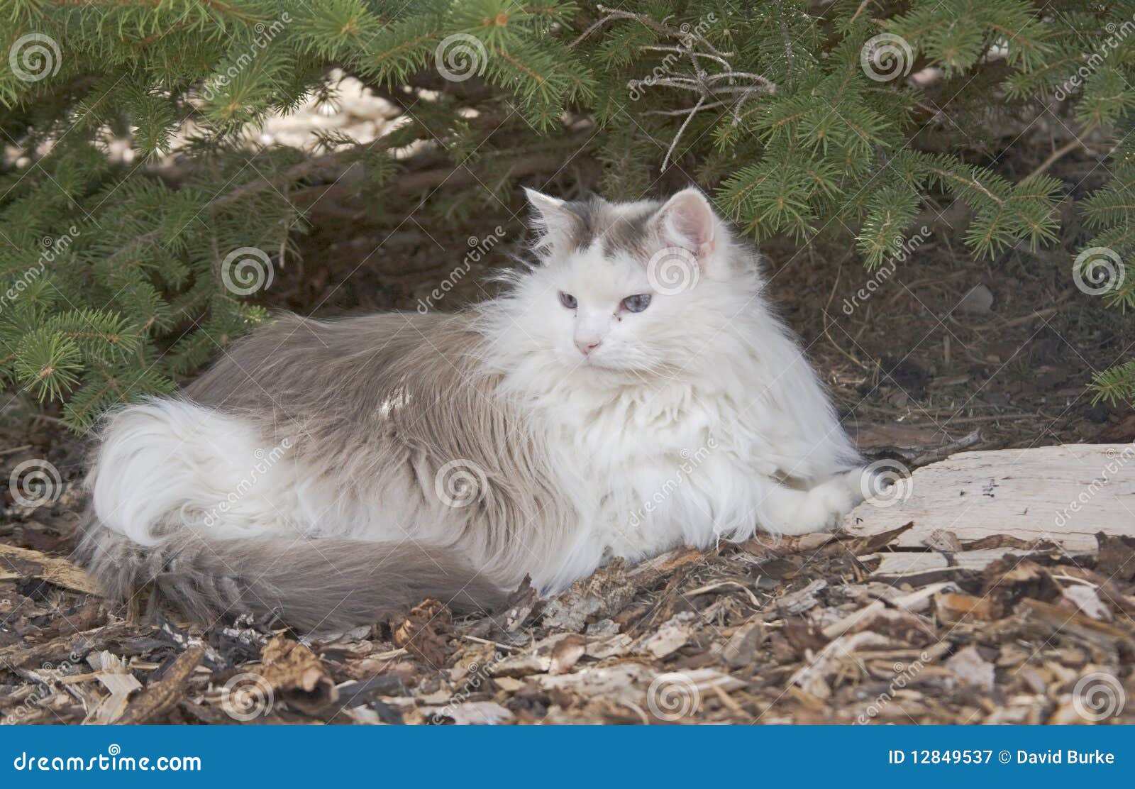 Long Haired Cat Under Evergreen Tree Stock Image - Image of long ...