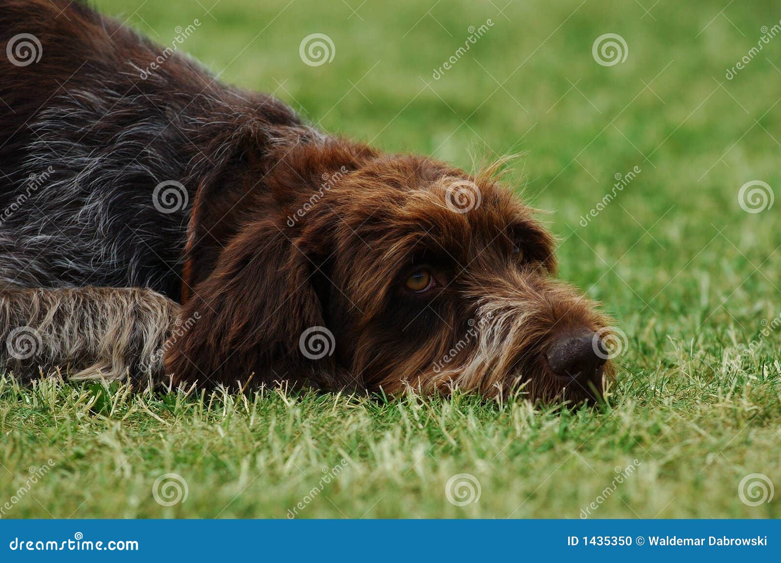Long Haired Czech Pointer Picture. Image: 1435350