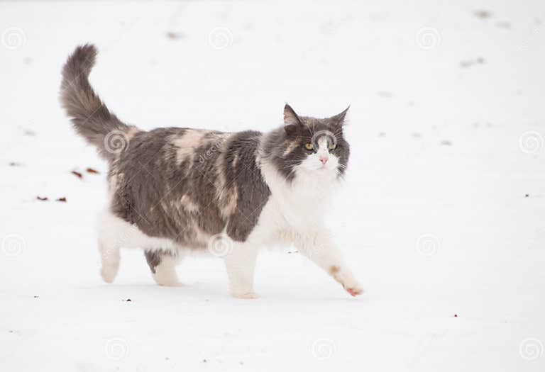 Long Haired Diluted Calico Cat Stock Image - Image of movement, walk ...