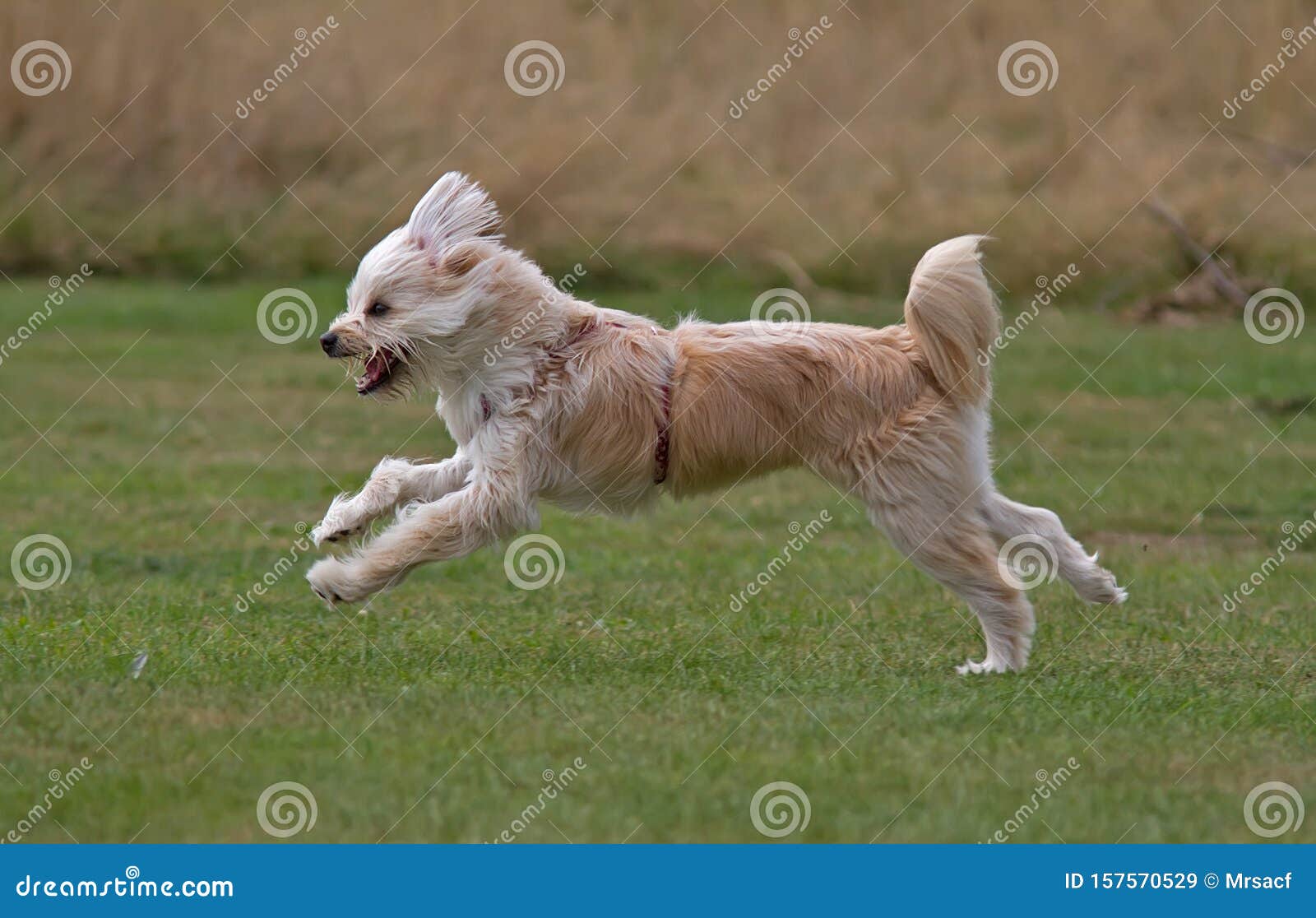 Long Haired Dog Running Fast Stock Image - Image of running, walk ...