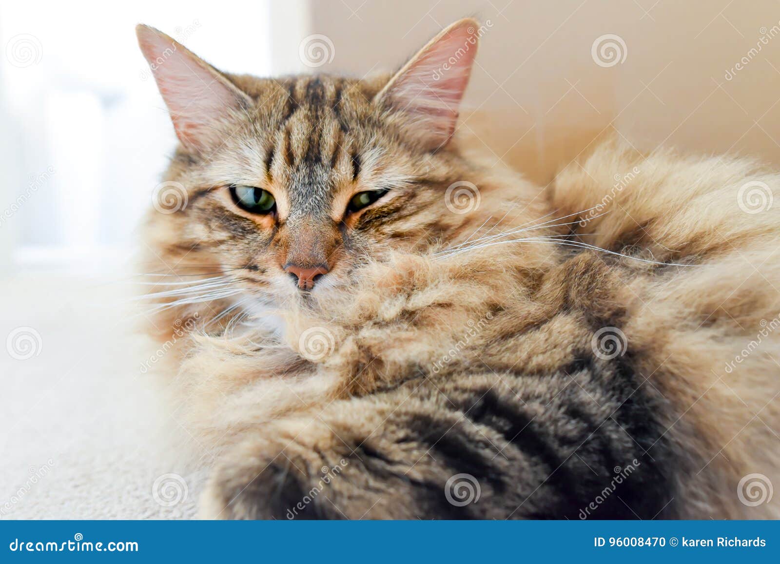 Long Haired Fluffy Tabby Cat Stock Photo - Image of animalthemes ...
