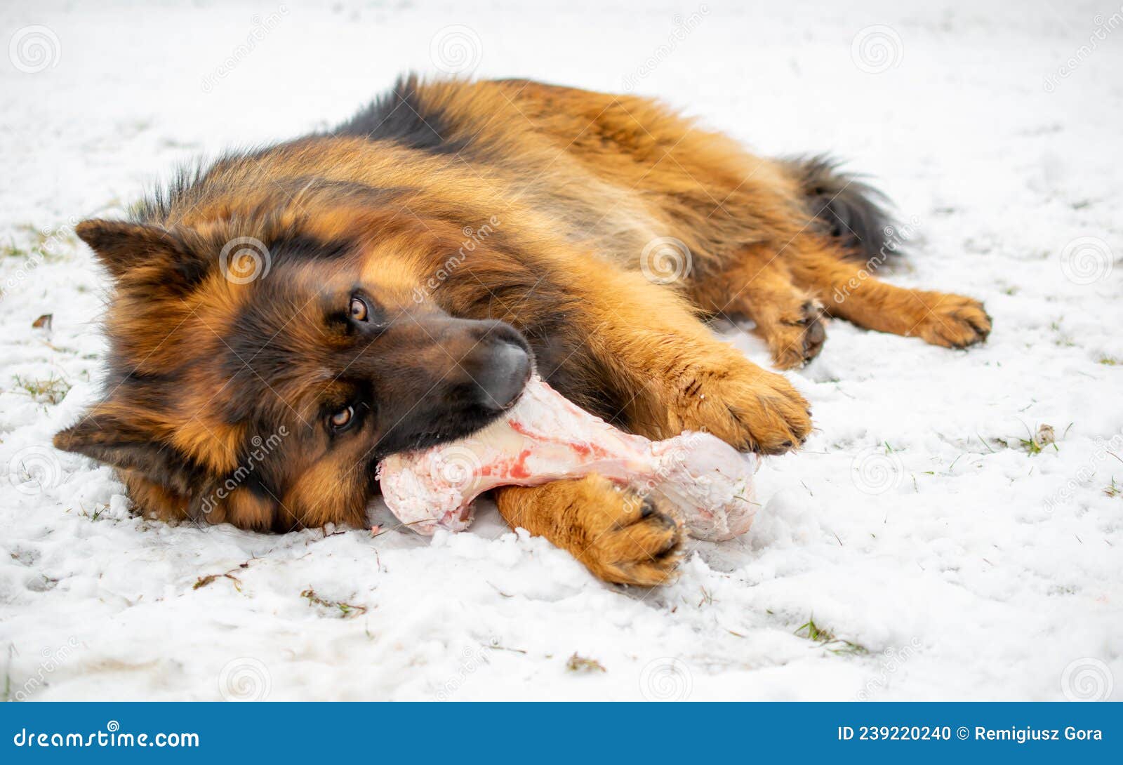 Long Haired German Shepherd Dog Eating a Bone in the Snow Stock Photo ...