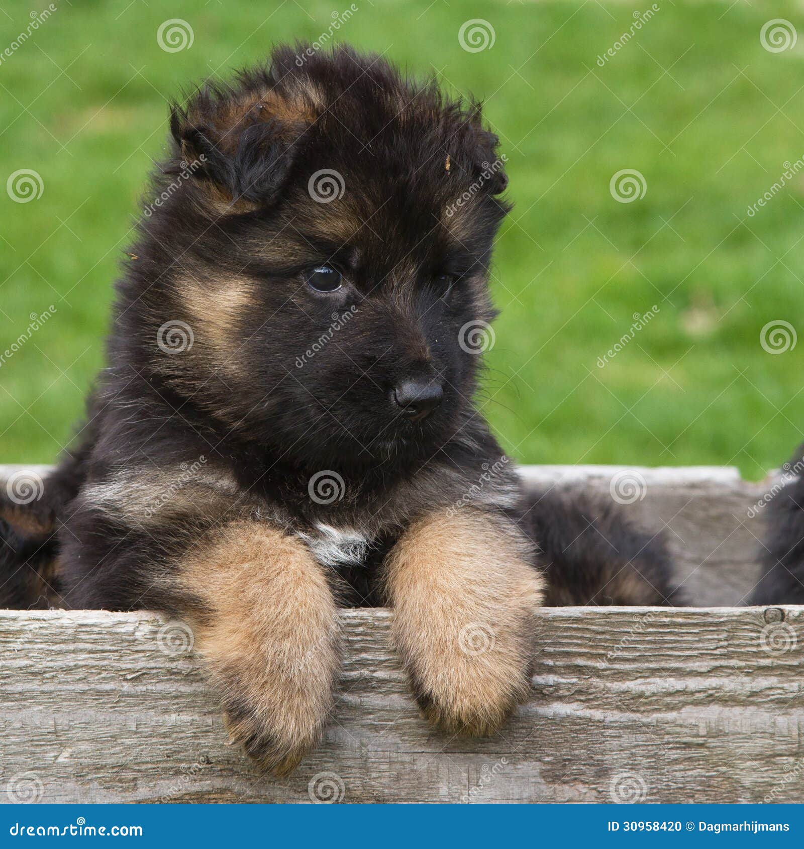 Long Haired German Shepherd Puppy Stock Photo - Image of german, young ...