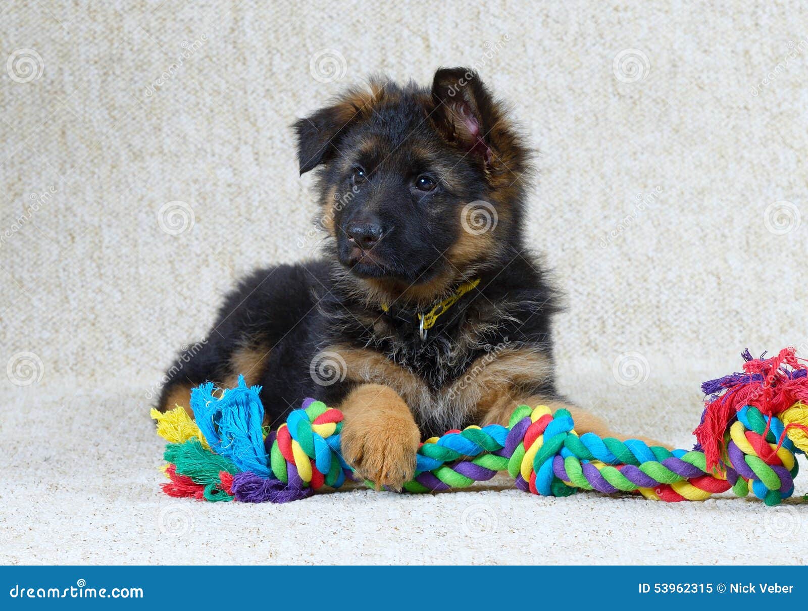 Long Haired German Shepherd Puppy . Stock Image - Image of friend, long ...