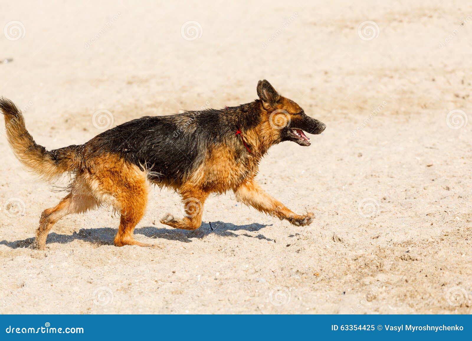 Long Haired German Shepherd Running on the Beach Stock Image - Image of ...
