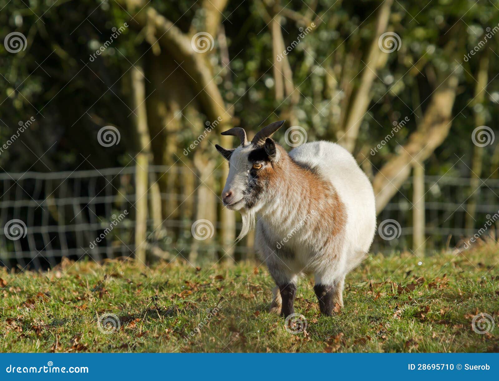 Long-haired Goat stock photo. Image of winter, goat, nature - 28695710