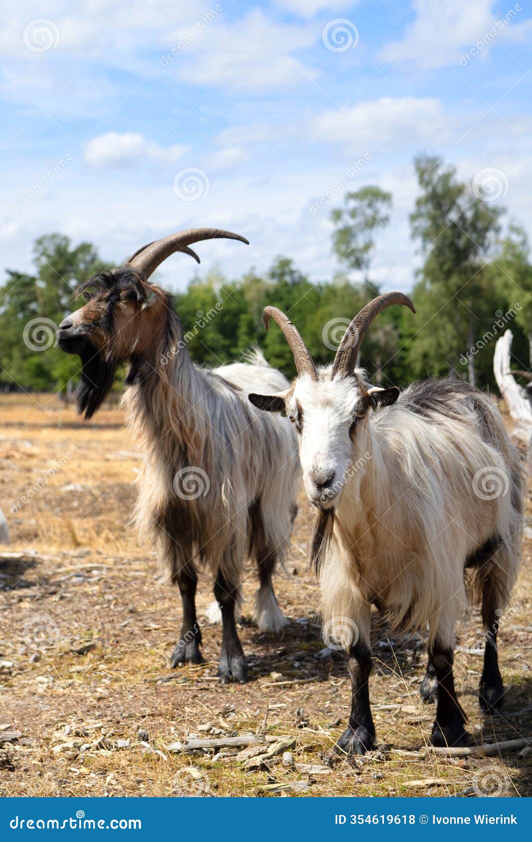 Long-haired Goats in Nature Stock Photo - Image of dutch, animals ...